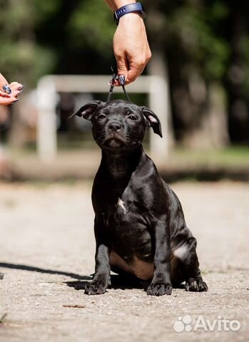 Стаффи щенки