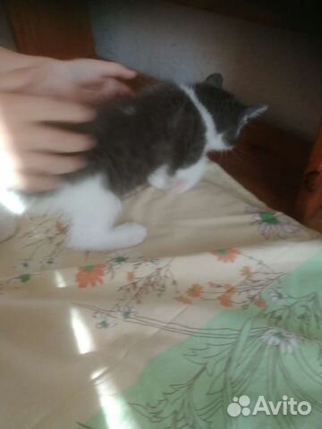 Котята в добрые руки бесплатно