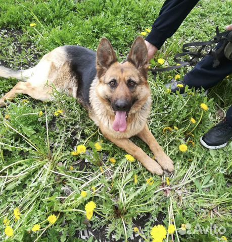 Немецкая овчарка ищет дом