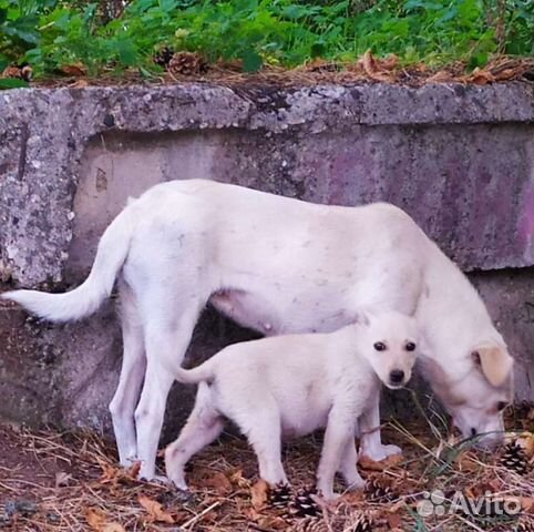 Собаки бесплатно в добрые руки