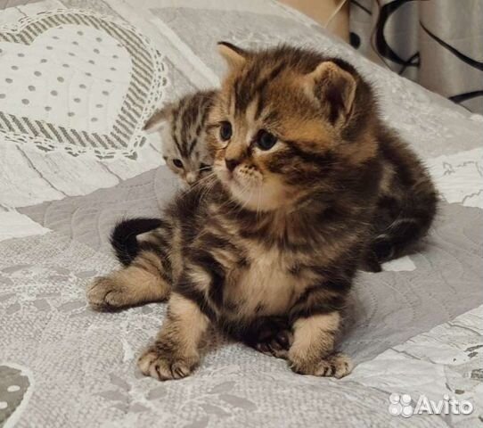 Британский мраморный котик
