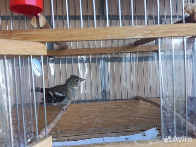 Зяблик девочка