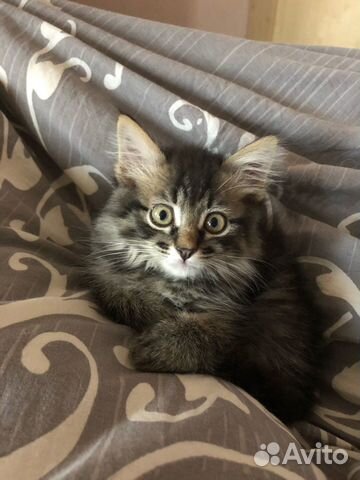 Котенок ищет дом
