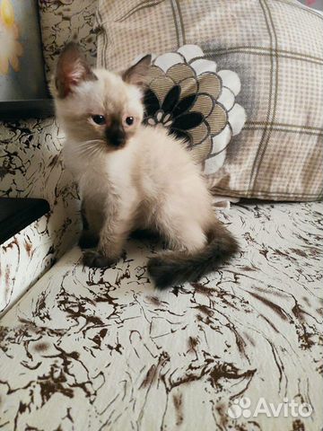 Котёнок невская маскарадная девочка