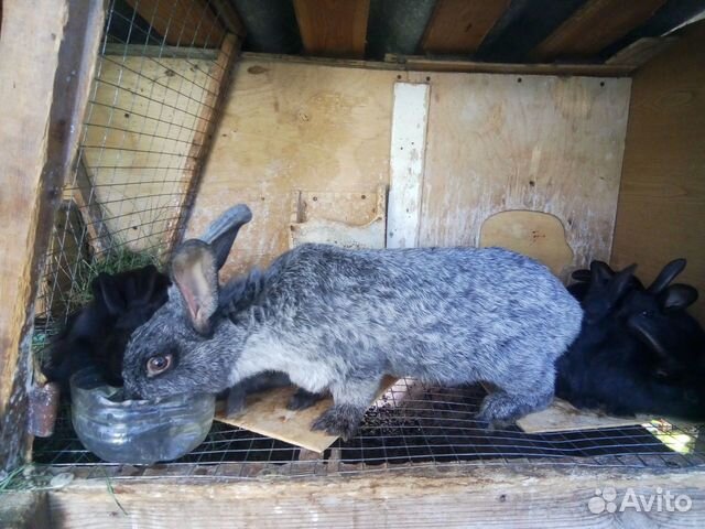 Крольчиха полтавское серебро