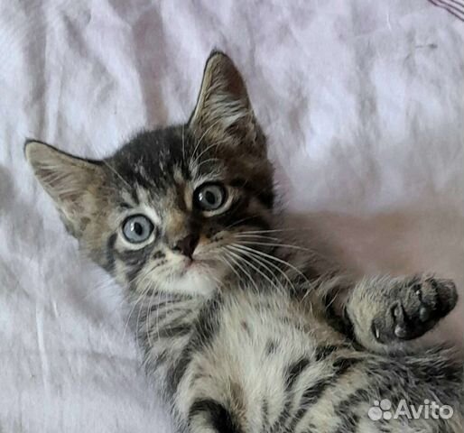 Котенок-крошечный тигренок 1 месяц