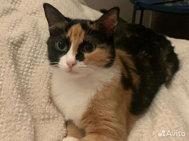 Кошка в дар