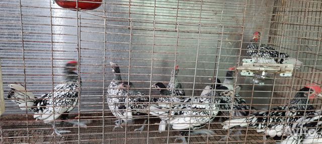 Декоративные курочки сибрайт серебристый