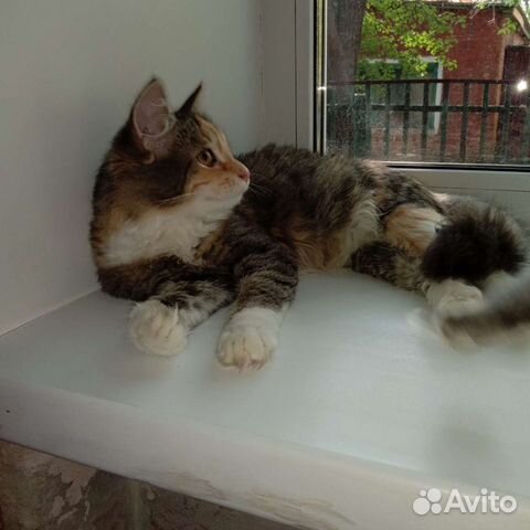 Кошечка ищет кота для вязки