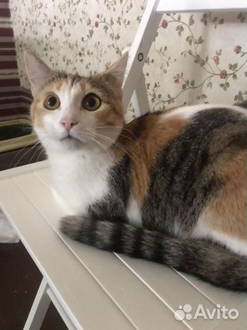 Кошка