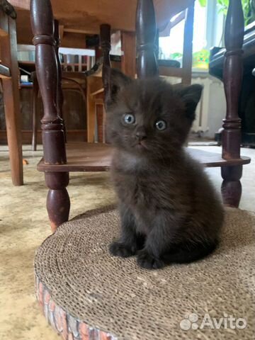 Котята в добрые руки даром