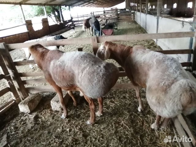 Бараны гиссарские