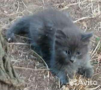 Котятки меховые