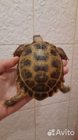 Черепаха сухопутная мальчик