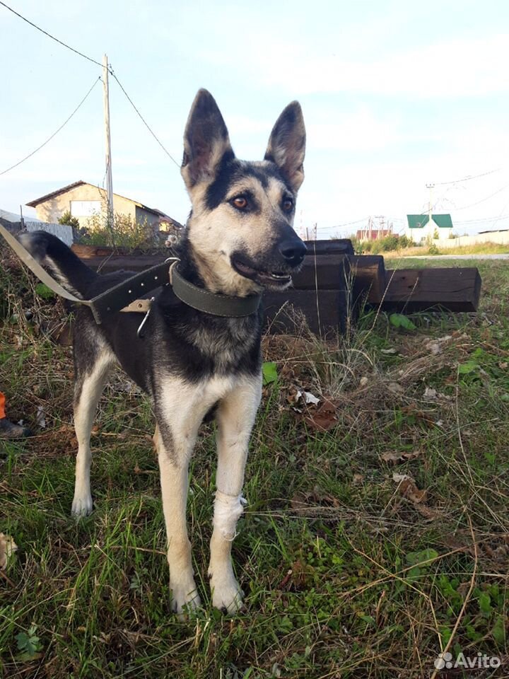 Собака молодая девочка бесплатно