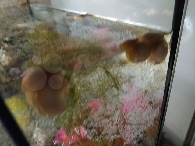 Утилки ампулярии