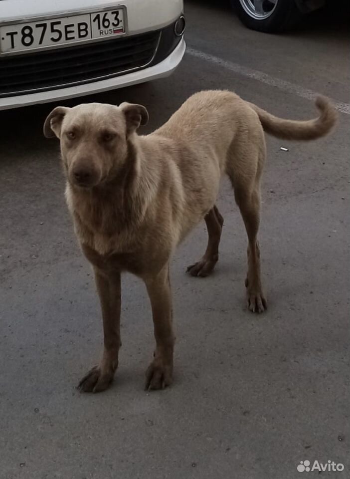 Шоколадка ищет дом