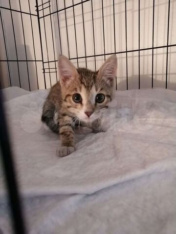 Чудесный котенок, мальчик, возраст 3 мес. ищет дом