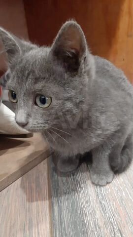 Котята пепельный гладкошерстные