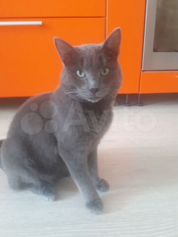 Кот голубых кровей