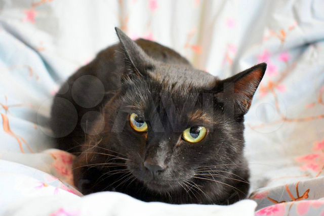 Молодой черный кот кастрат в добрые руки