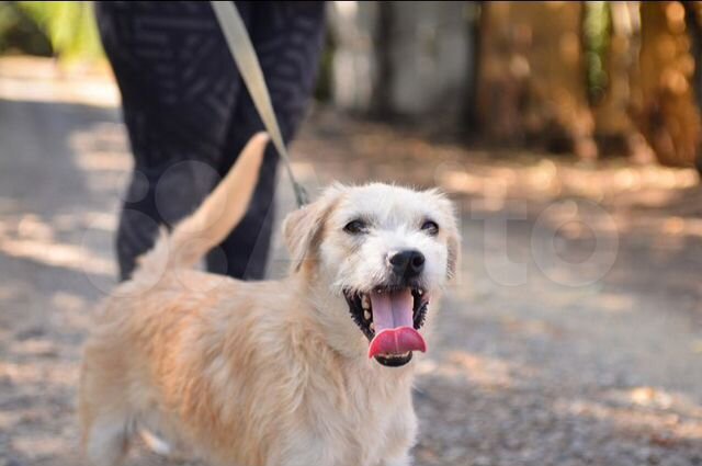 Ищет дом не крупный пёсик Персик