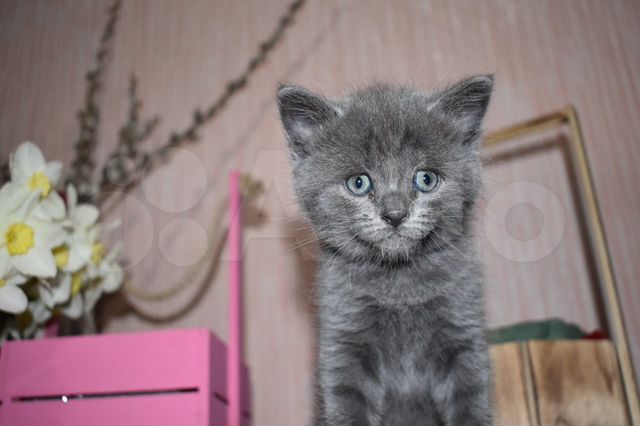 Шотландские котята