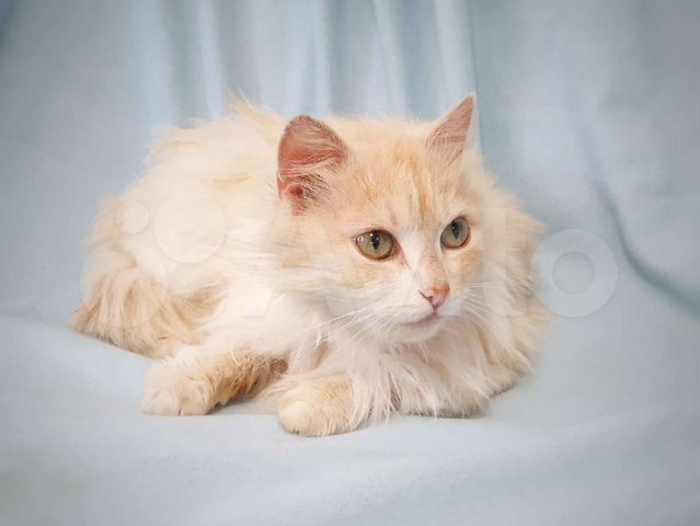 Нежная кошечка ищет семью