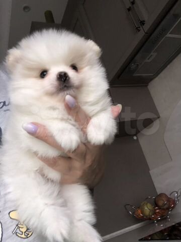 Шпиц Мальчик- Патик