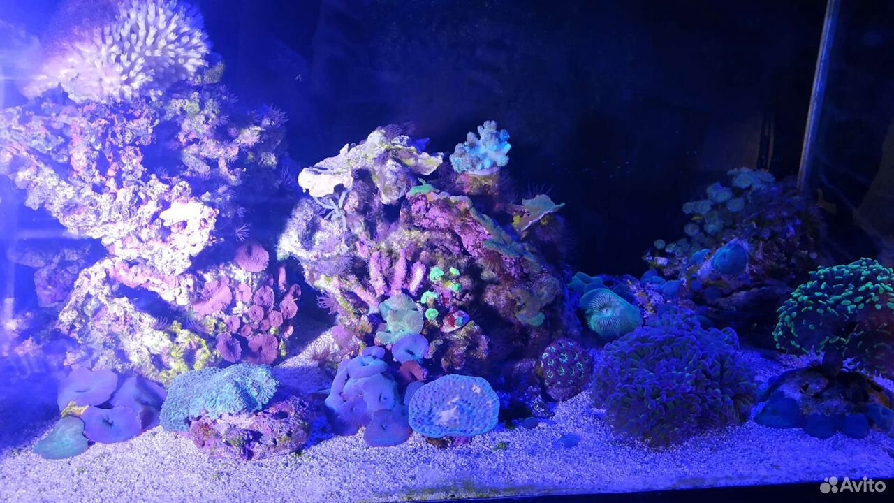 Морской аквариум. Дискоактинии