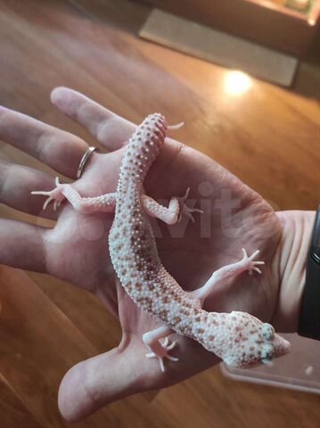 Эублефар спаривание (супер нова)