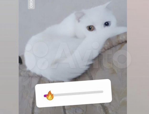 Шотландский кот вязка
