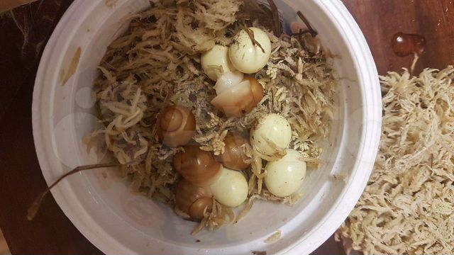 Улитки Бенины