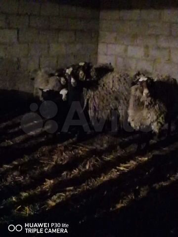 Овцы бараны ягнята оптом