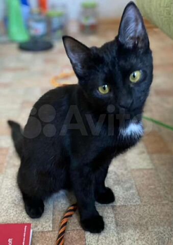 Помощница по хозяйству