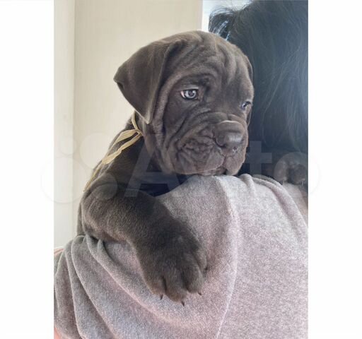 Щенки кане корсо