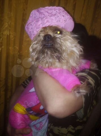 Керн терьер