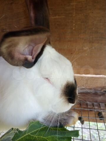 Кролики калифорнийцы