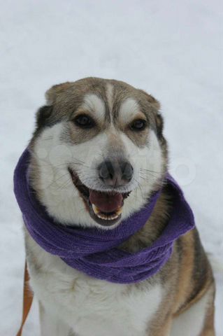 Цезаря возвращают в приют