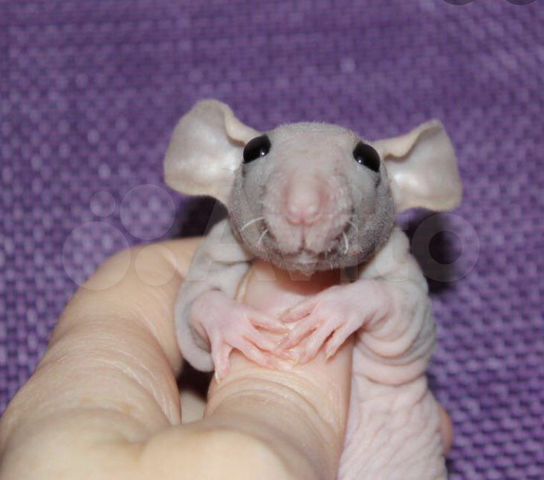 Крыски сфинкс