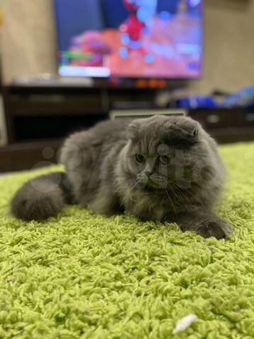 Шотландский кот вязка