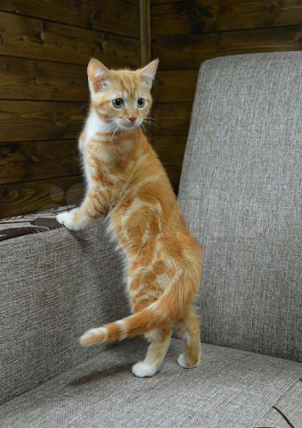 Рыжий тигровый котёнок в добрые руки