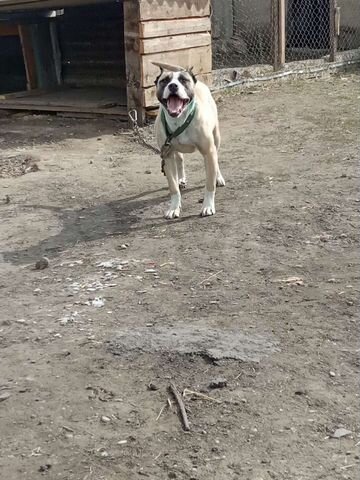 Американский стаффордшир терьер