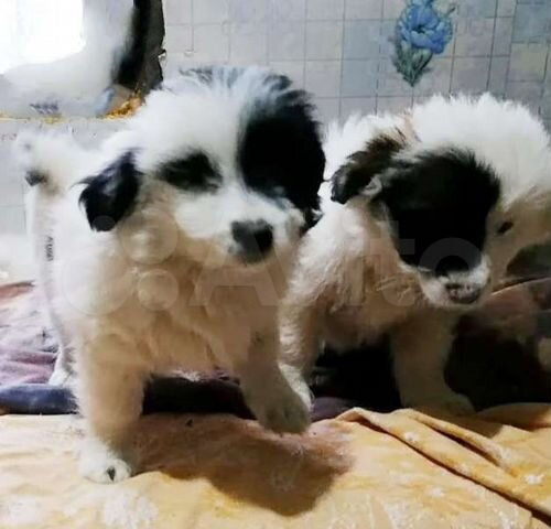 Щеночки от собачки маленького размера