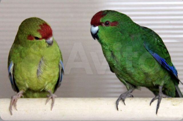 Попугай (кокарик)