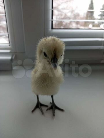 Люйкеданьзи серебро