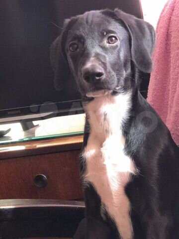 Щенок в добрые руки девочка