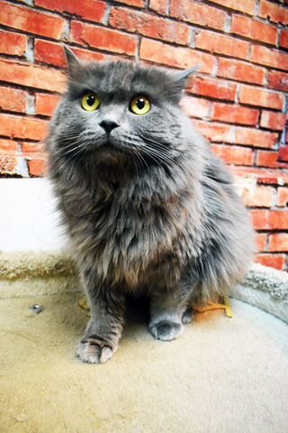 Кошечка Зефирка 1,5 года ищет дом