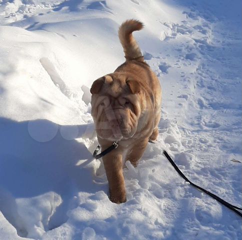 Щенки шарпей