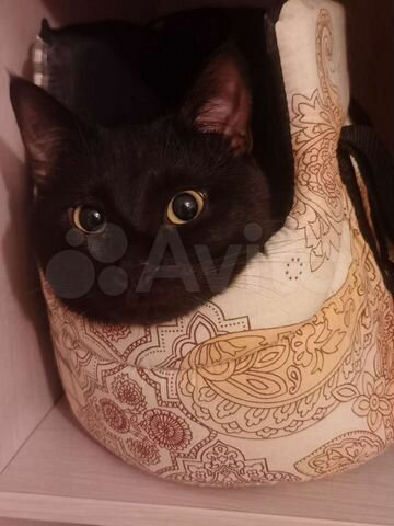 Котёнок 6 месяцев